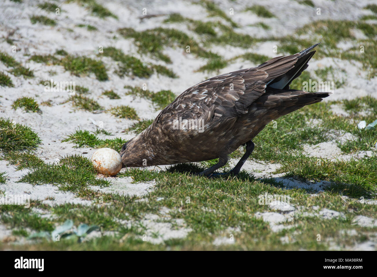 Skua egg hi-res stock photography and images - Alamy