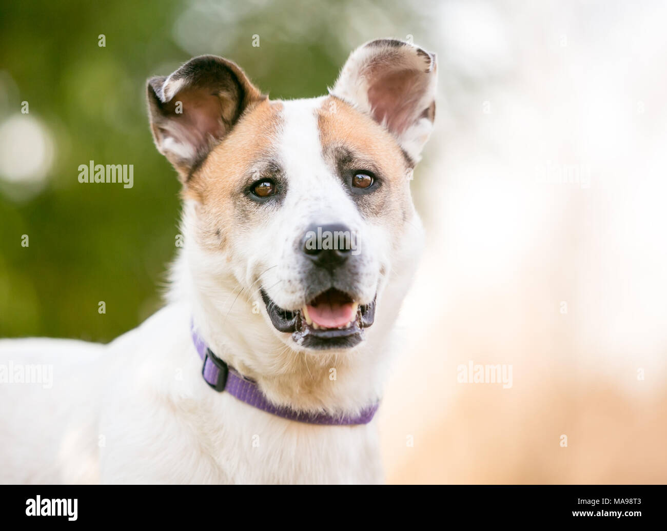 Portrait of a mixed breed dog outdoors Stock Photo - Alamy