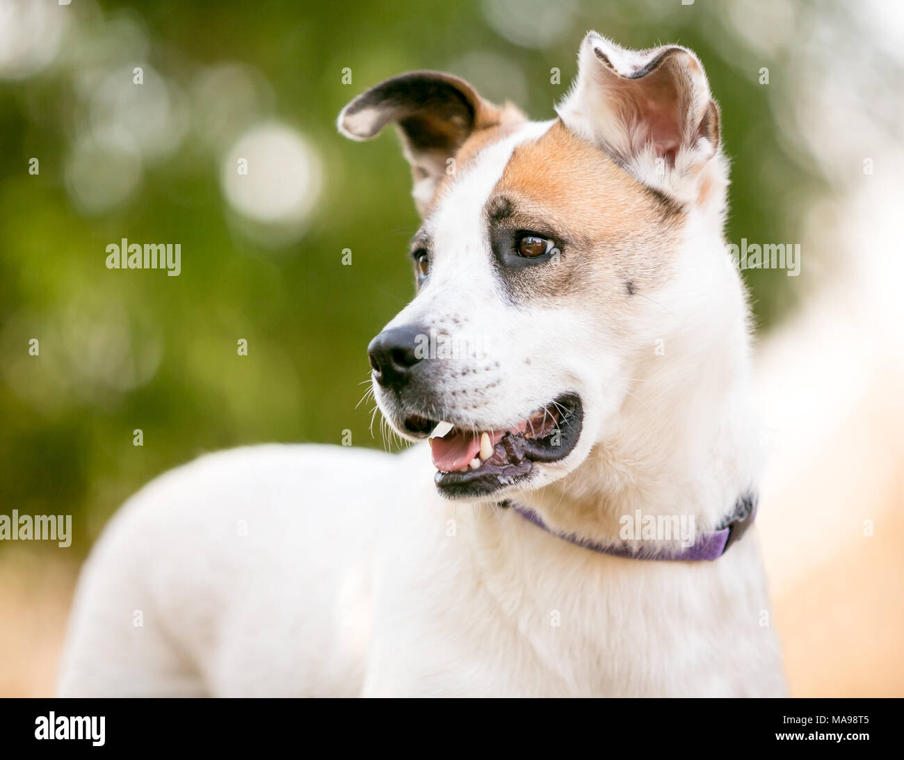 Portrait of a mixed breed dog outdoors Stock Photo - Alamy