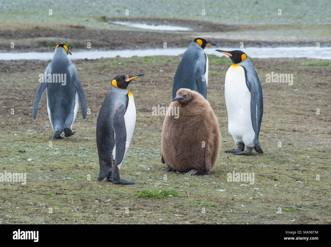 Colony of king penguin chicks hi-res stock photography and images - Alamy