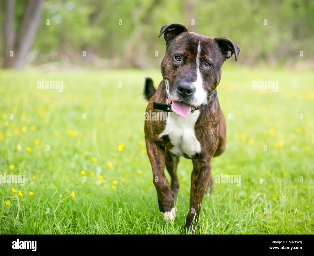 White brindle dog hi-res stock photography and images - Alamy