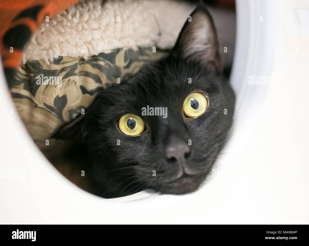 Scared cat hiding hi-res stock photography and images - Alamy