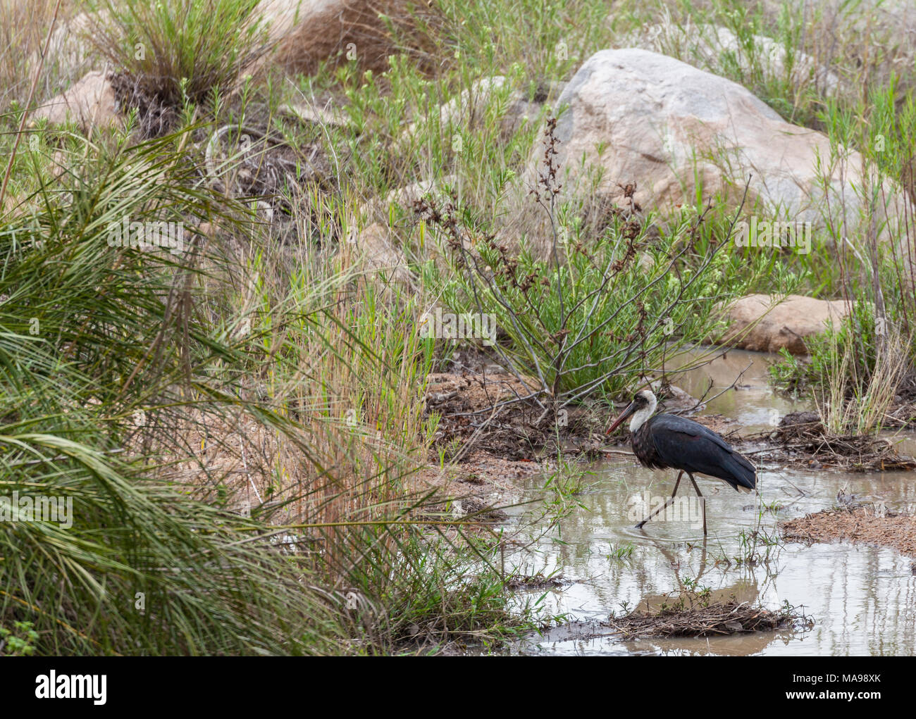 African pond hi-res stock photography and images - Alamy