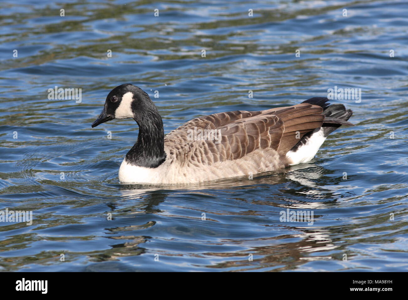 Goose side view hi-res stock photography and images - Alamy