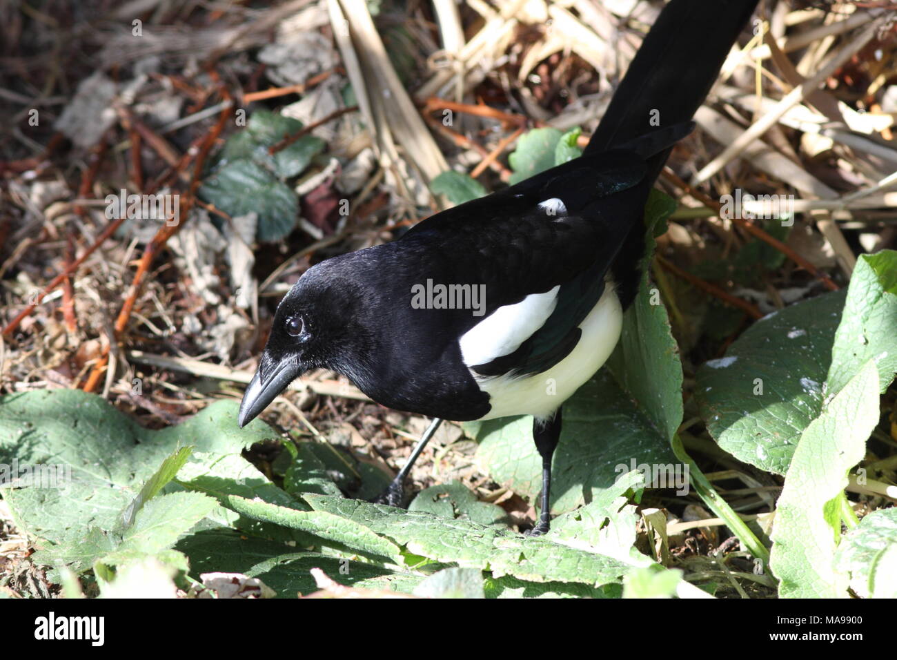 Magpie Uk High Resolution Stock Photography and Images - Alamy