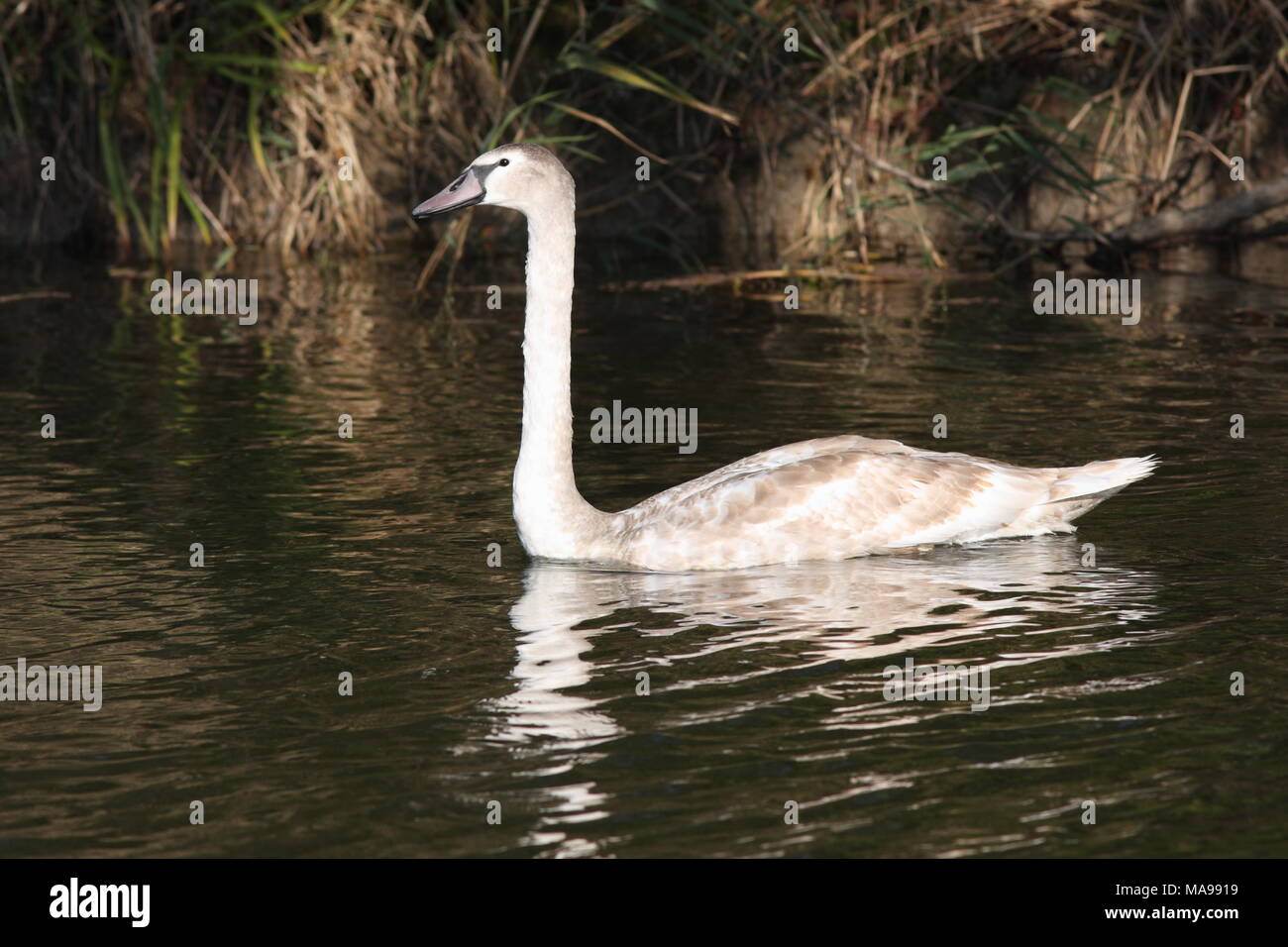 Full grown cygnet hi-res stock photography and images - Alamy
