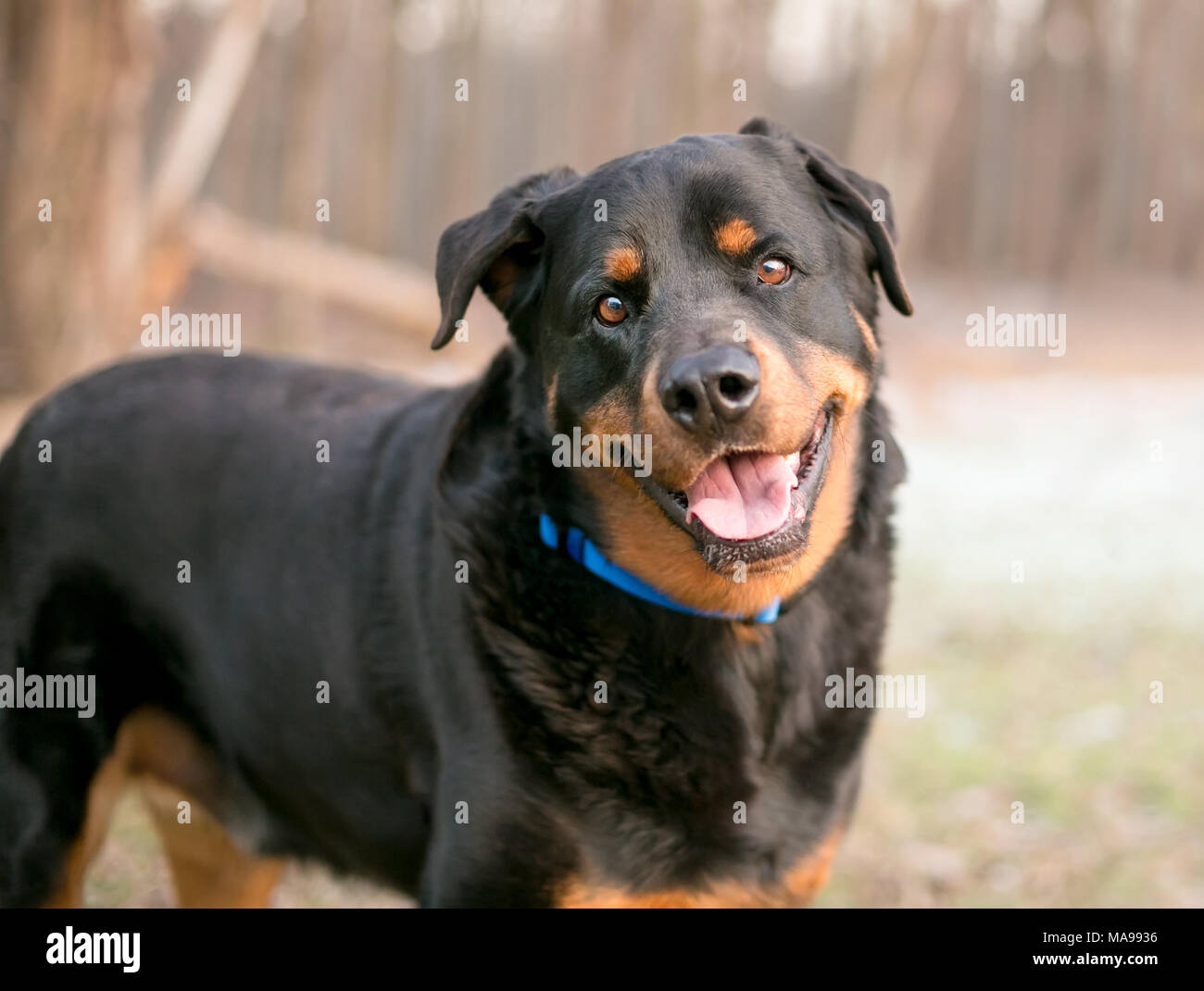 Happy Rottweiler Puppies