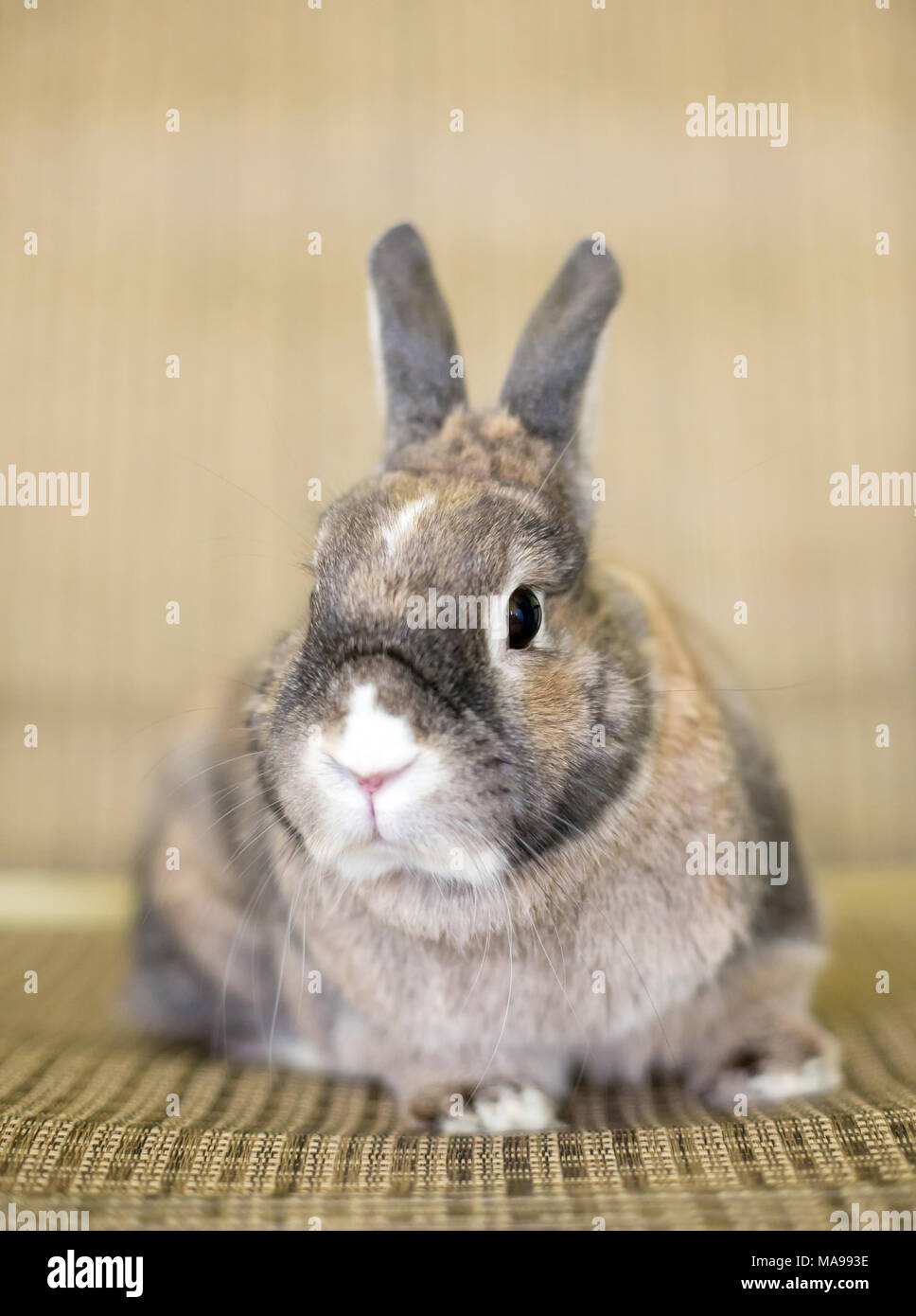 A Dwarf Rabbit with agouti markings Stock Photo - Alamy