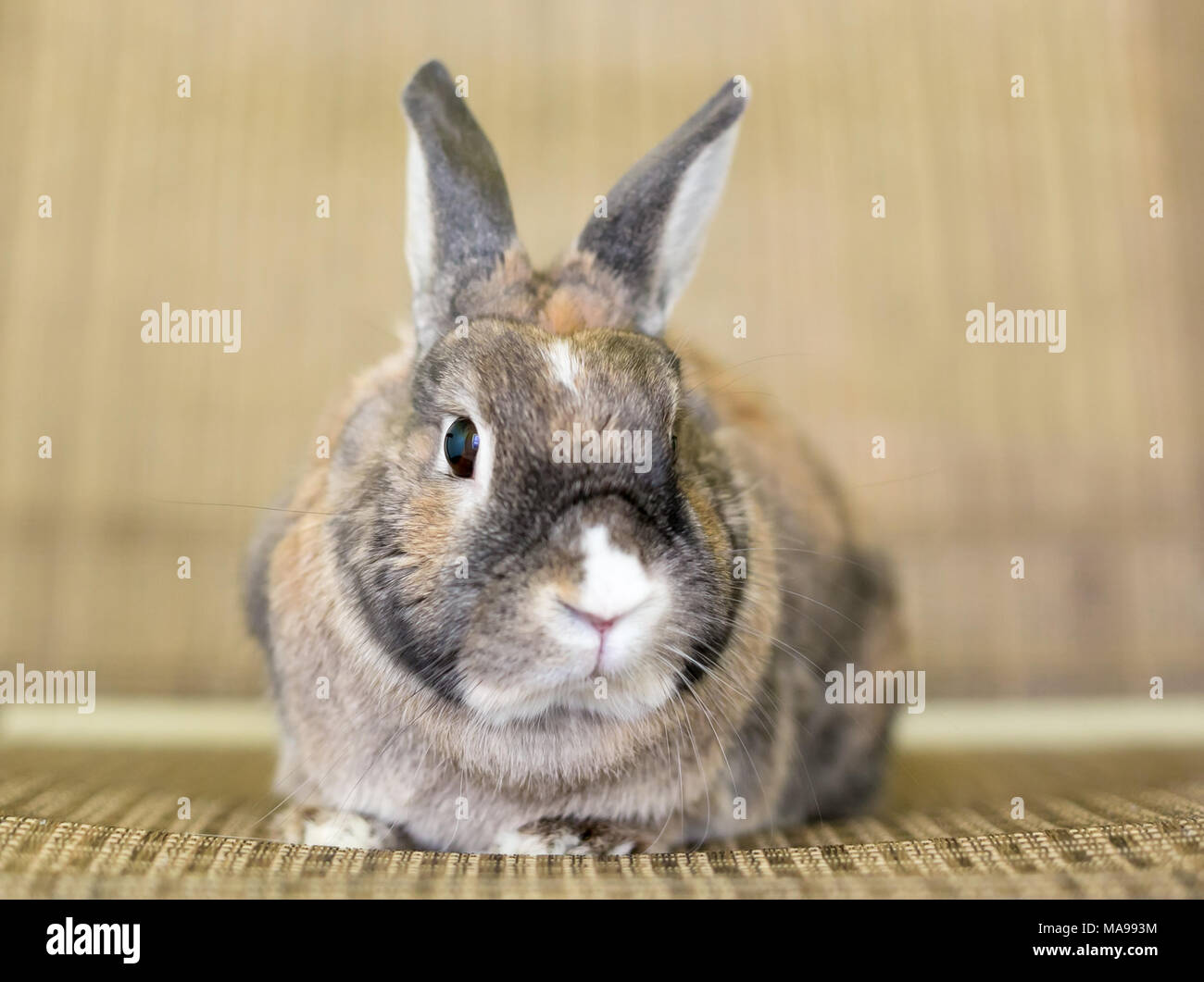 A Dwarf Rabbit with agouti markings Stock Photo - Alamy