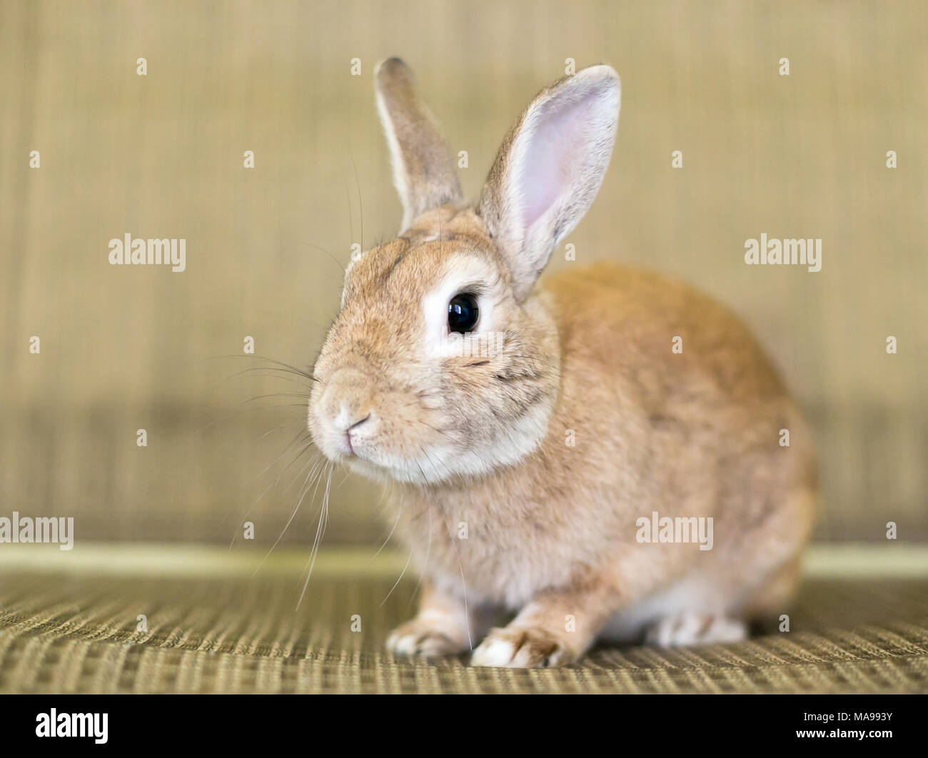 A reddish brown domestic rabbit Stock Photo - Alamy