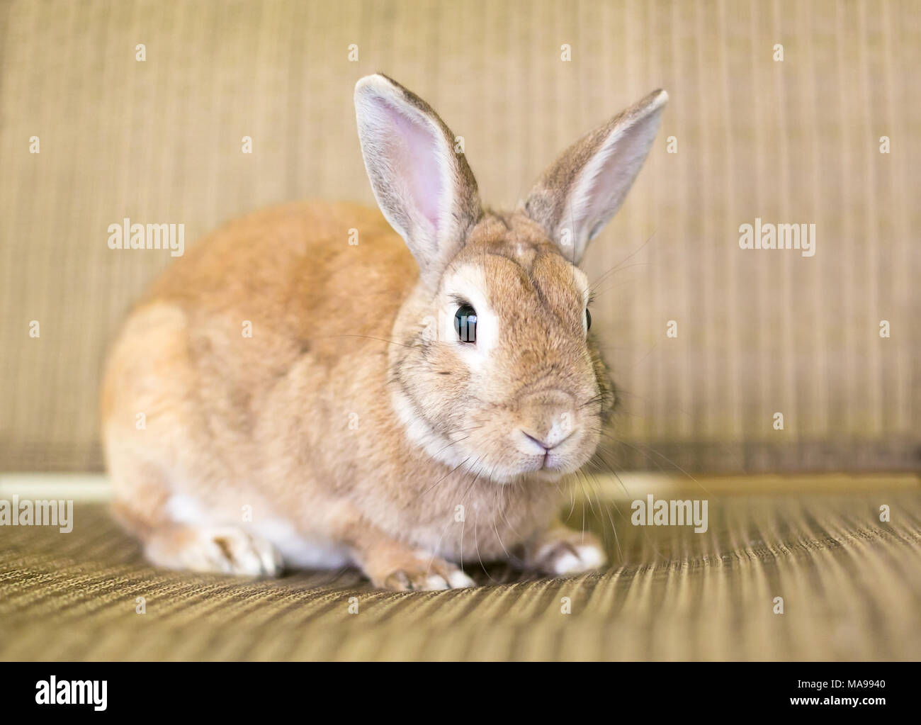 Domestic bunny hi-res stock photography and images - Alamy