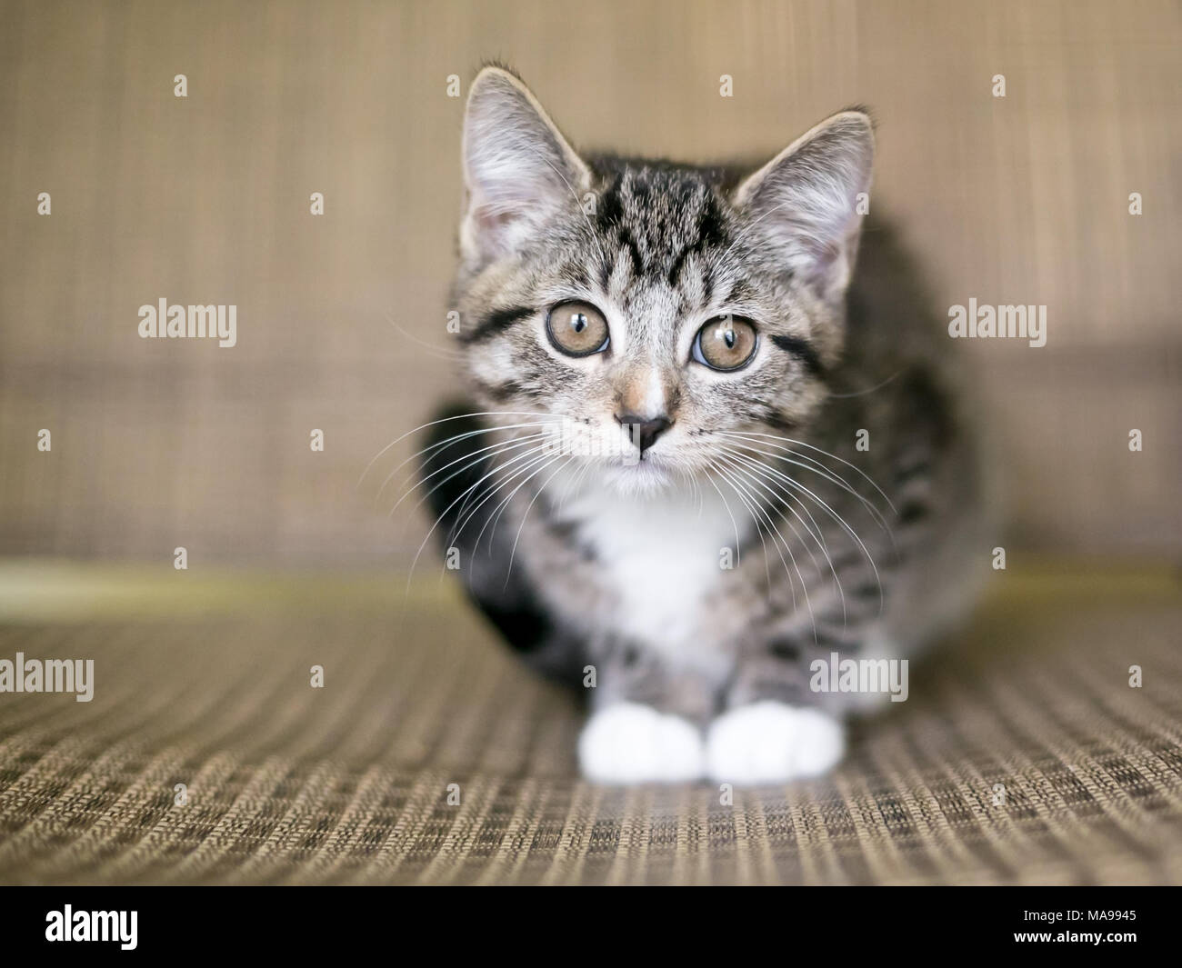 Young tabby cat hi-res stock photography and images - Alamy