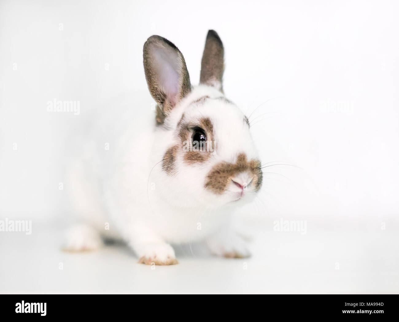 A cute young Dwarf rabbit on a white background Stock Photo - Alamy