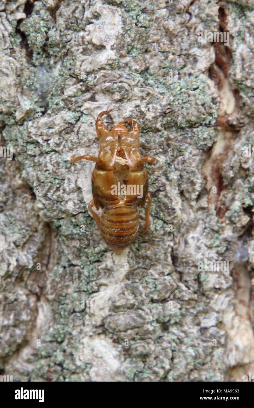 Larva from cicada hi-res stock photography and images - Alamy