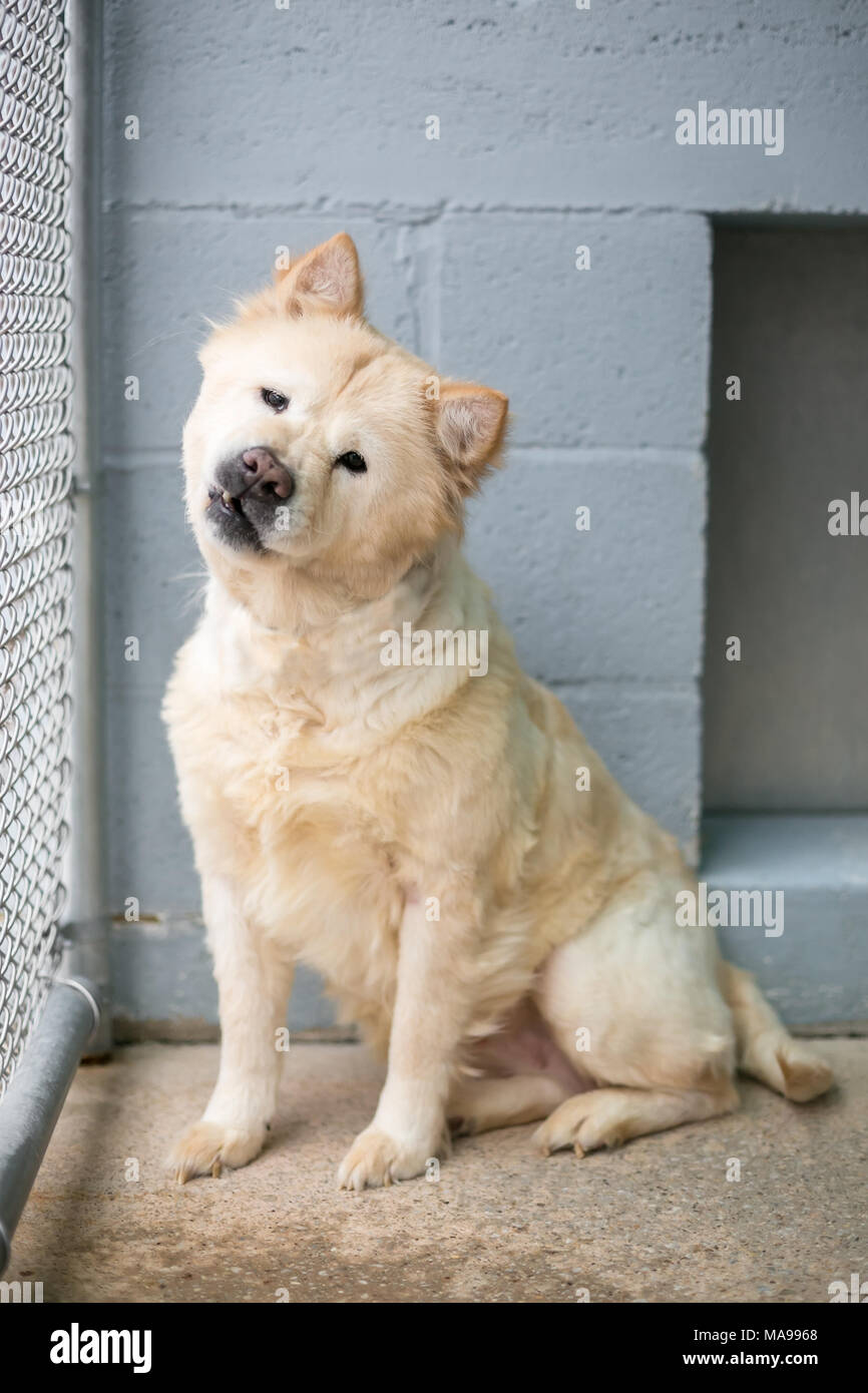 Homeless dog hi-res stock photography and images - Alamy