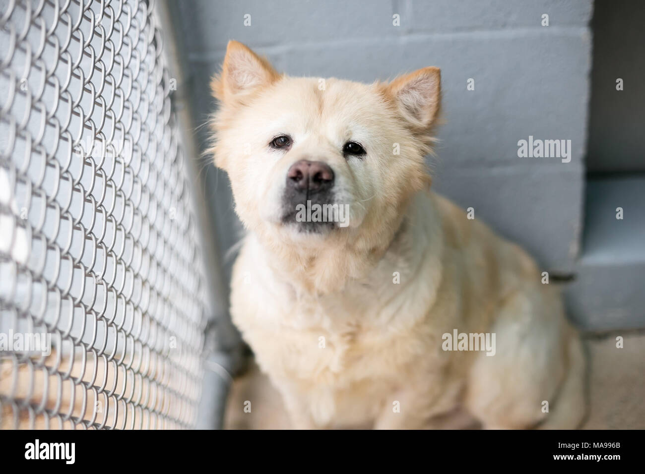 A homeless dog in an animal shelter Stock Photo - Alamy