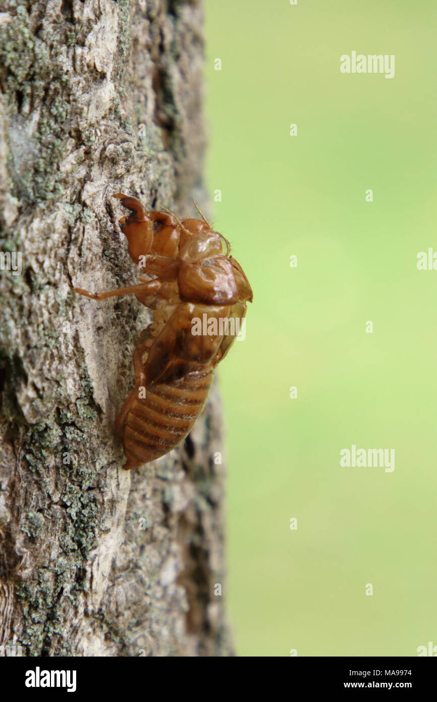 Cicada case, left on tree trunk, after the larva has emerged from the ...