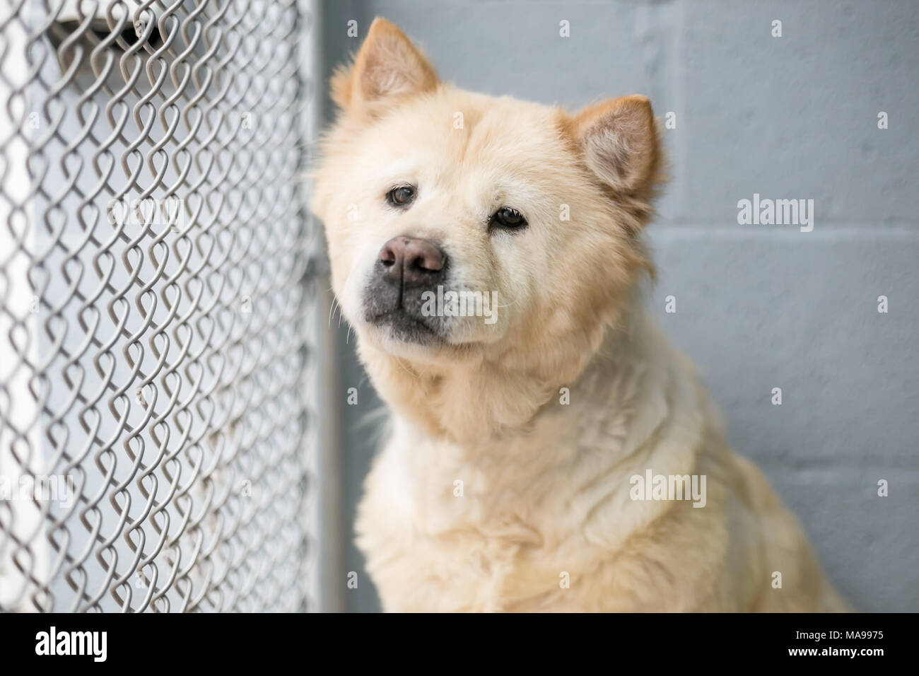 A homeless dog in an animal shelter Stock Photo - Alamy