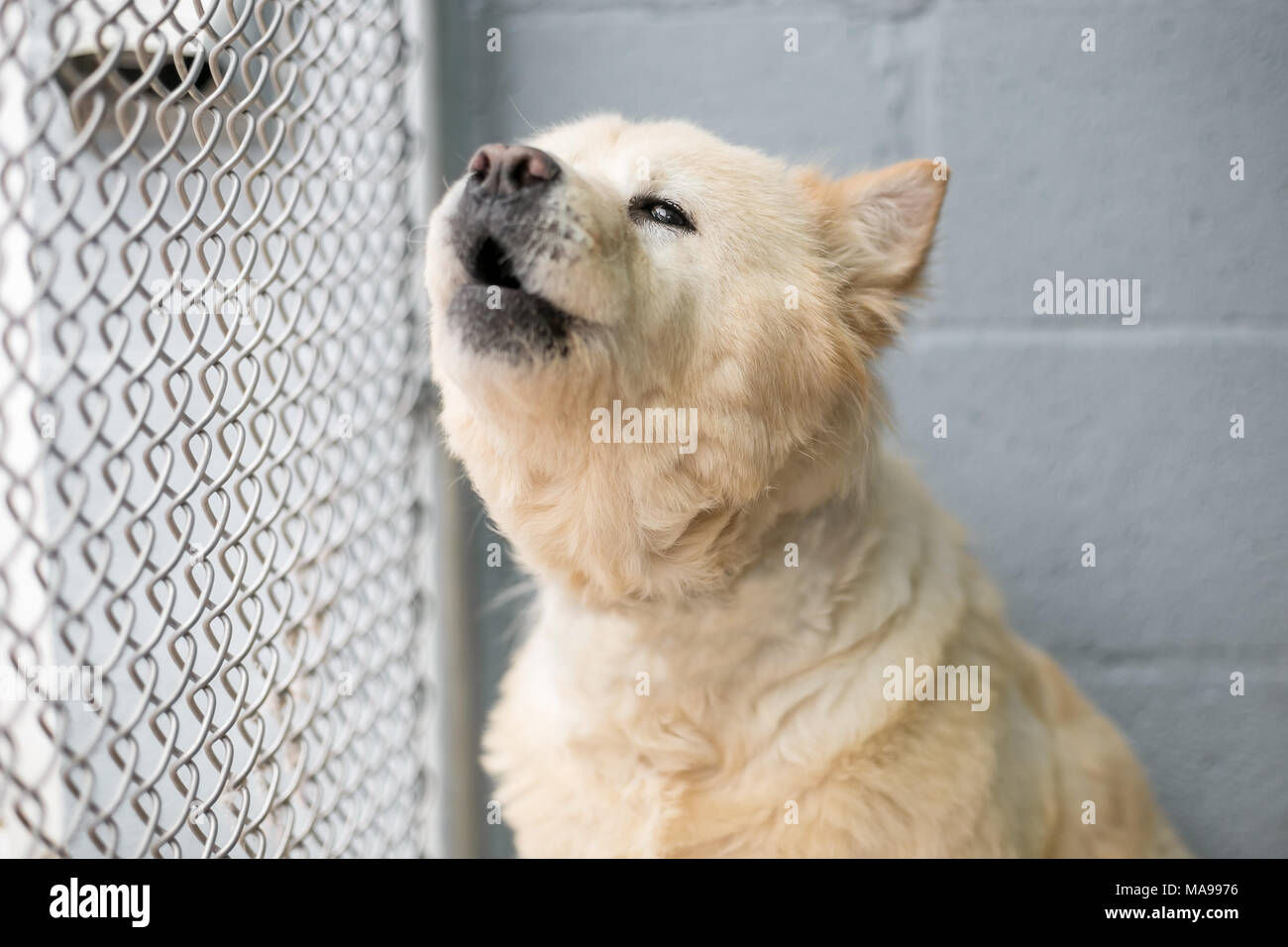 A sad homeless dog howling in an animal shelter Stock Photo - Alamy