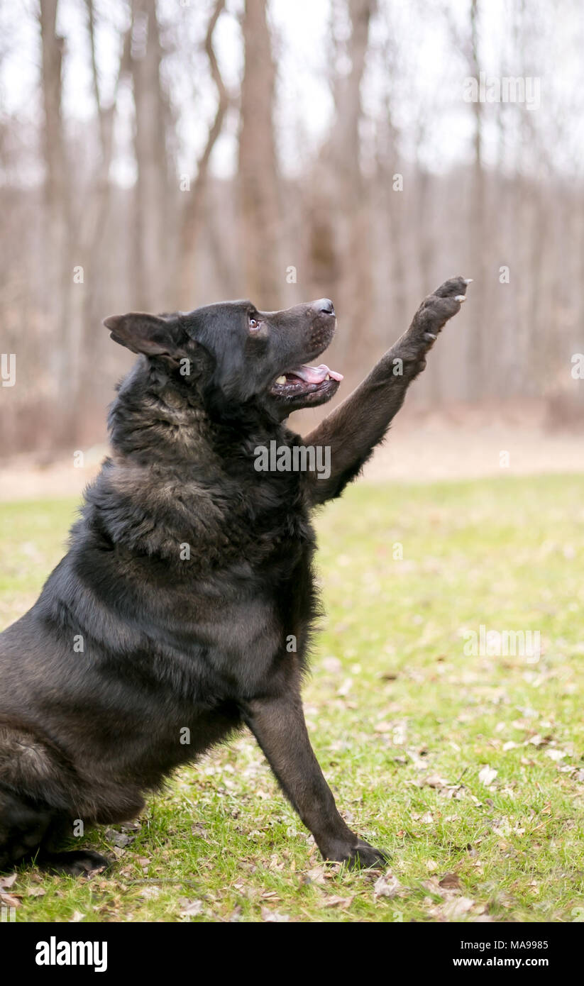 Black German Shepherd Mix German Shepherd Mix Puppies For Sale