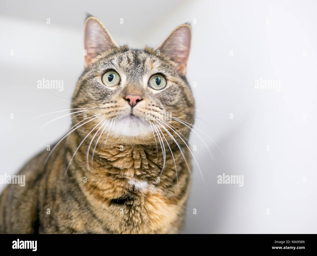 Tabby cat focused hi-res stock photography and images - Alamy