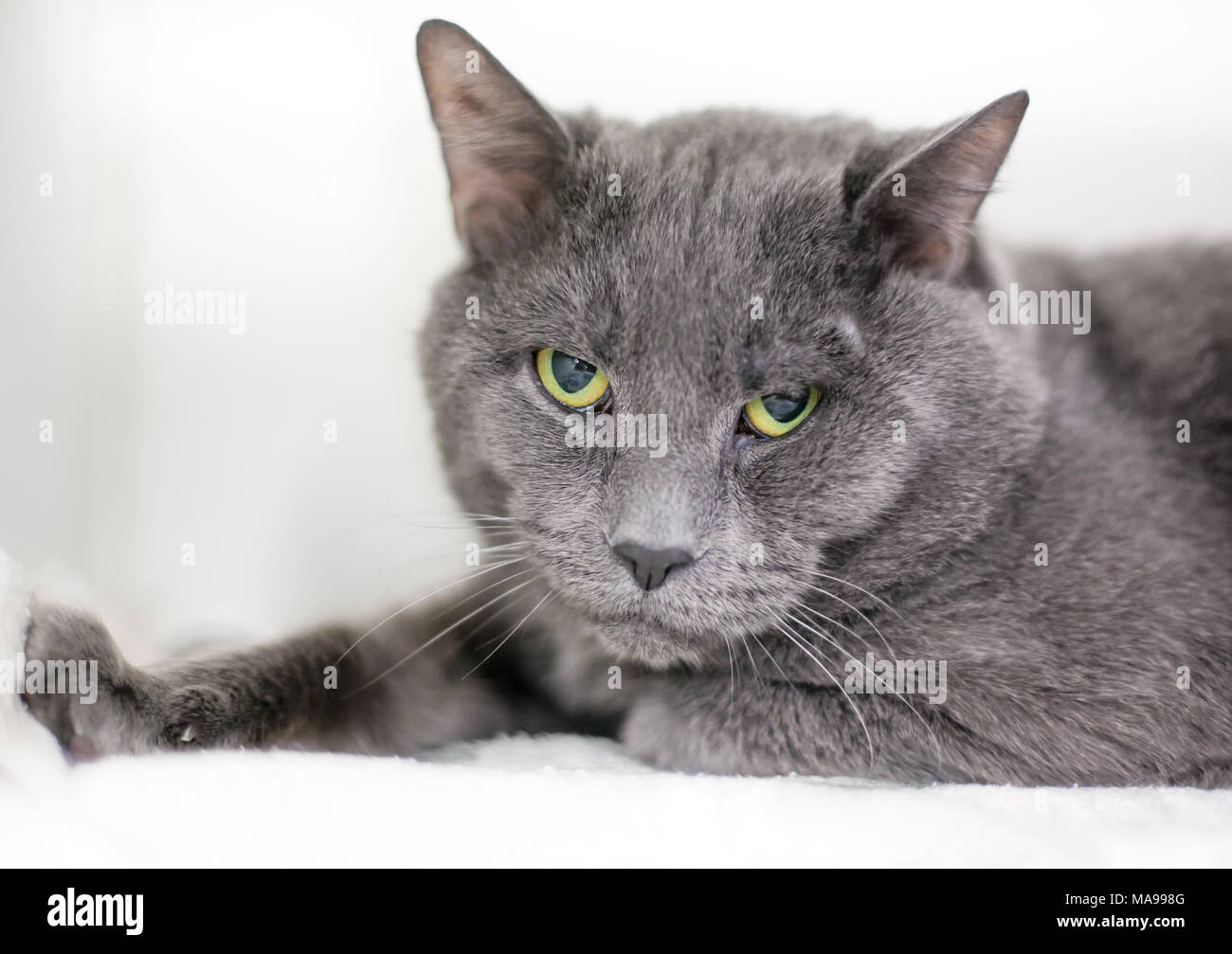 Scared cat hi-res stock photography and images - Alamy
