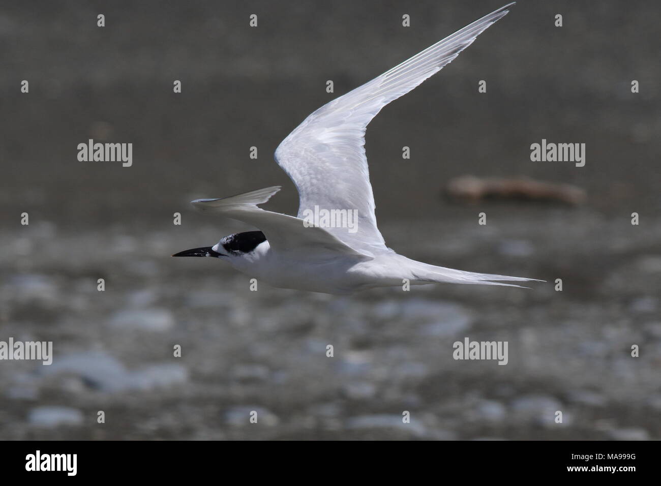 White fronted tern top wing hi-res stock photography and images - Alamy