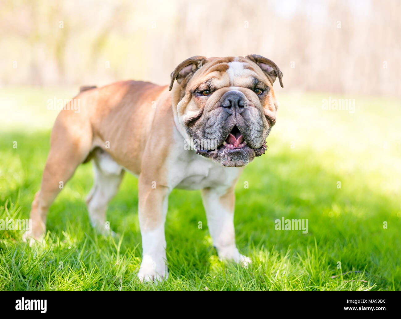 Happy bulldog hi-res stock photography and images - Alamy