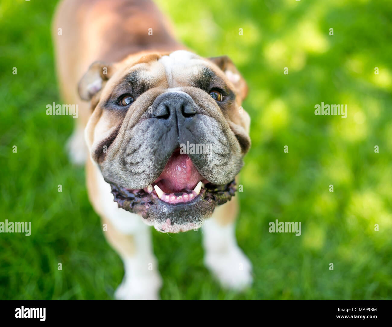 Happy English Bulldog