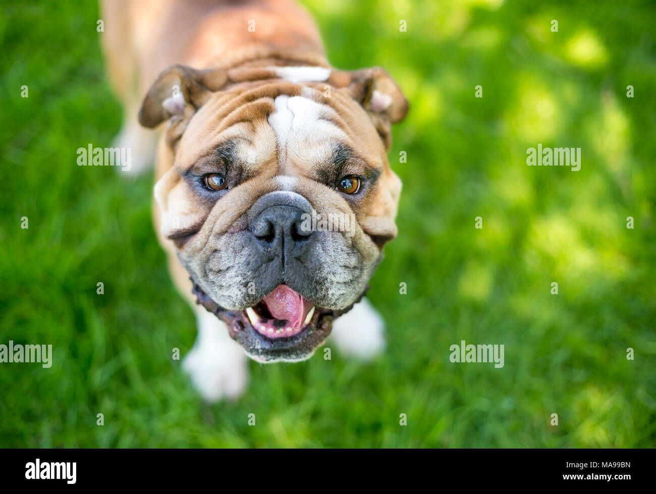 A happy English Bulldog outdoors Stock Photo - Alamy