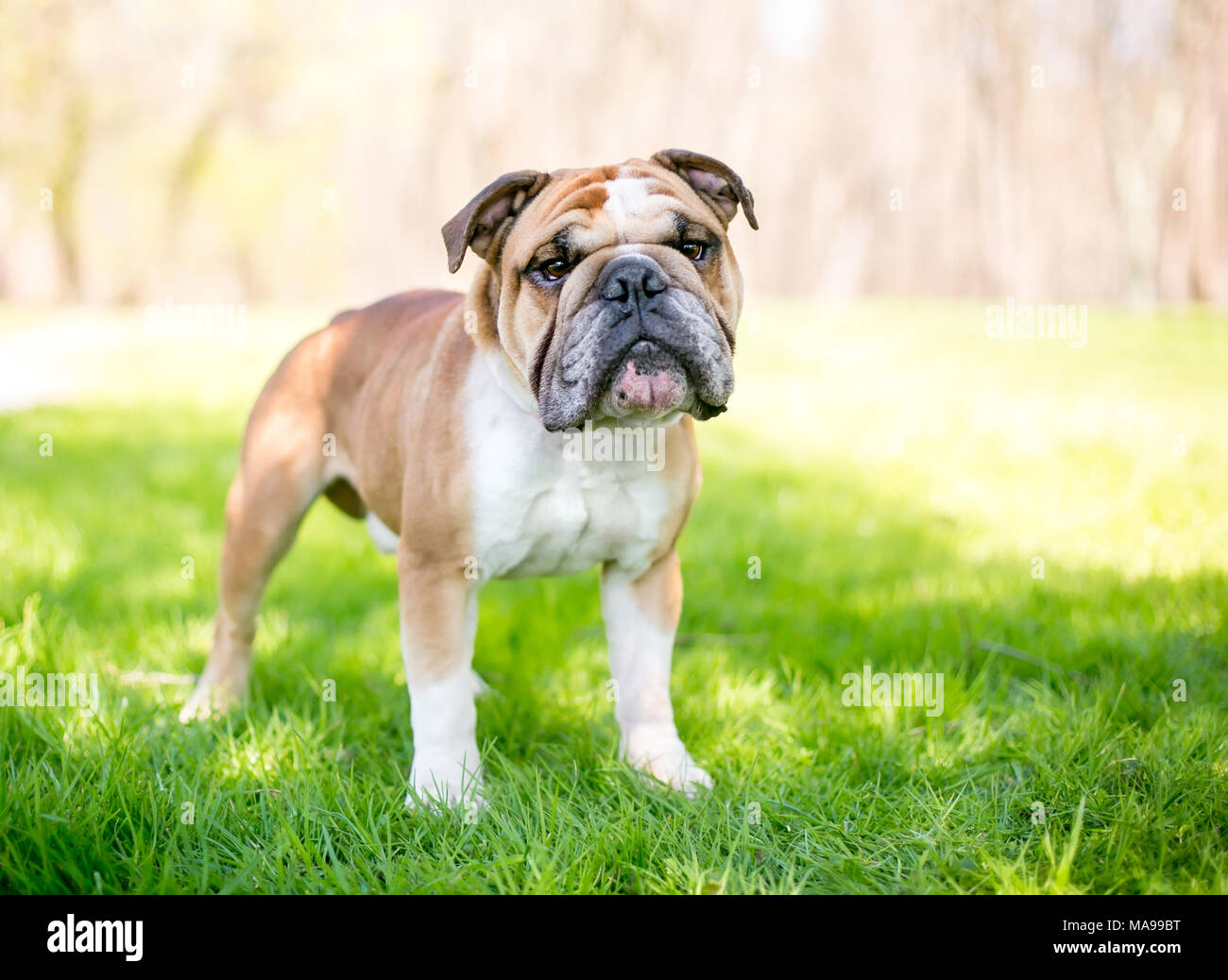 A purebred English Bulldog outdoors Stock Photo - Alamy