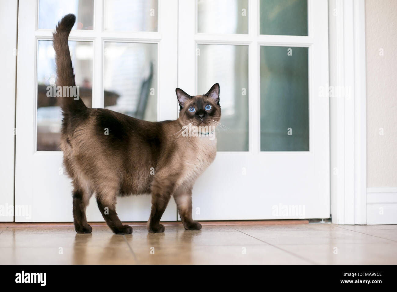 A purebred Siamese cat with seal point markings and blue eyes Stock ...