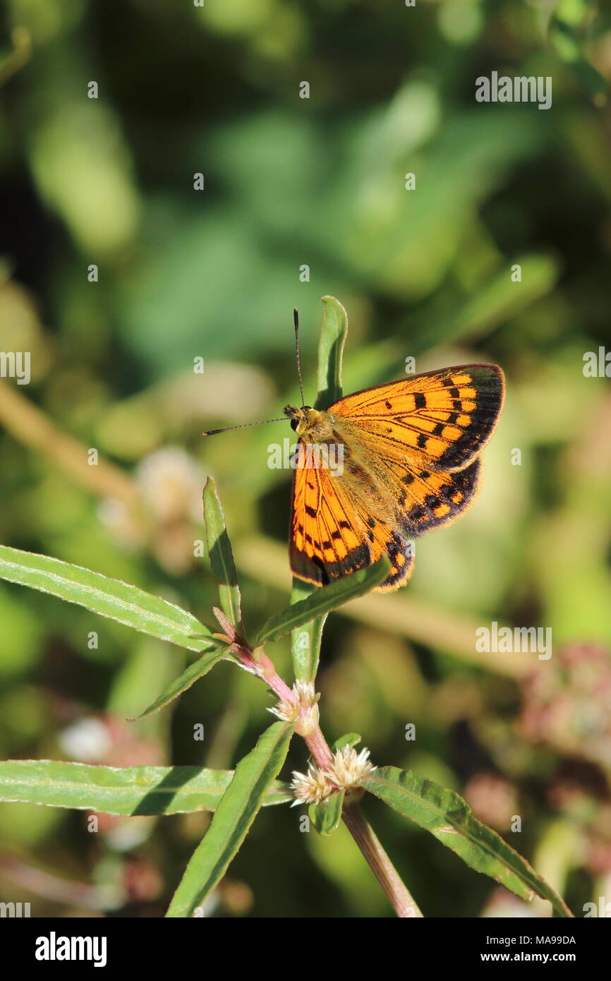 Common copper new zealand hi-res stock photography and images - Alamy
