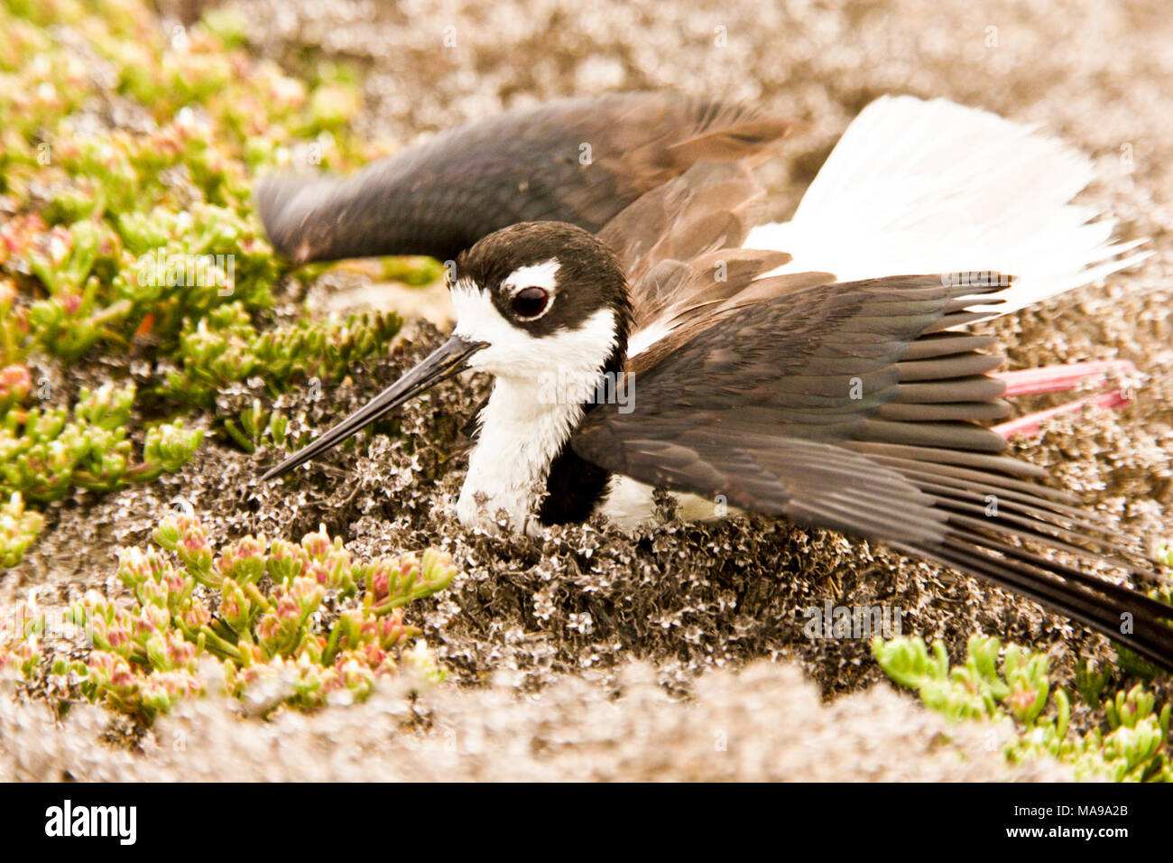 Black-necked stilt exhibiting a broken wing display. In order to ward ...