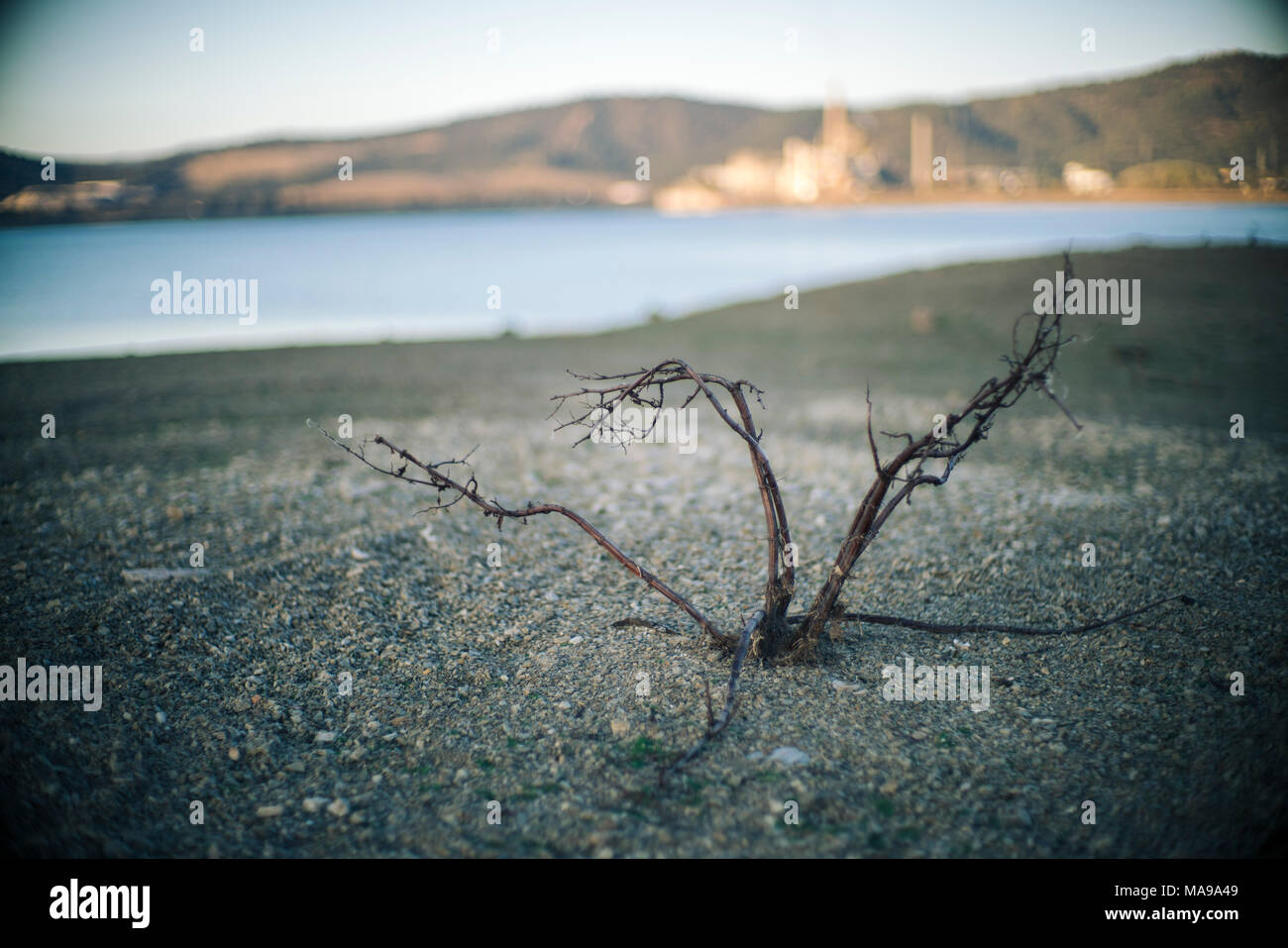 A dead bush emerges at the bottom of a half-empty reservoir, Espiel ...
