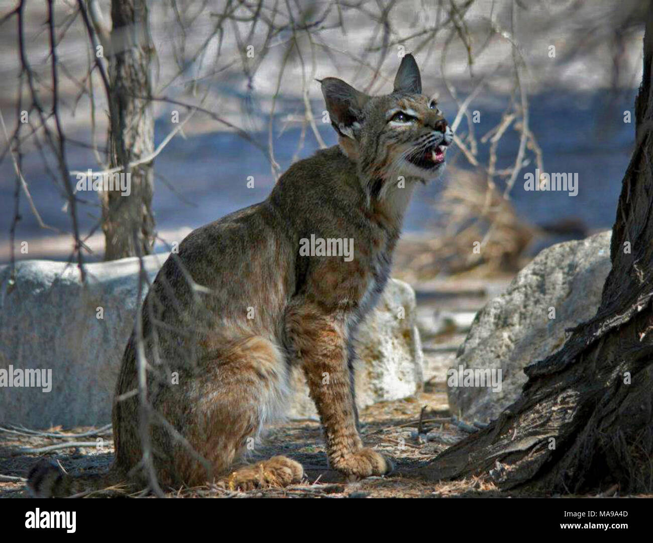 Bobcat at Sonny Bono National Wildlife Refuge. These photos are taken ...
