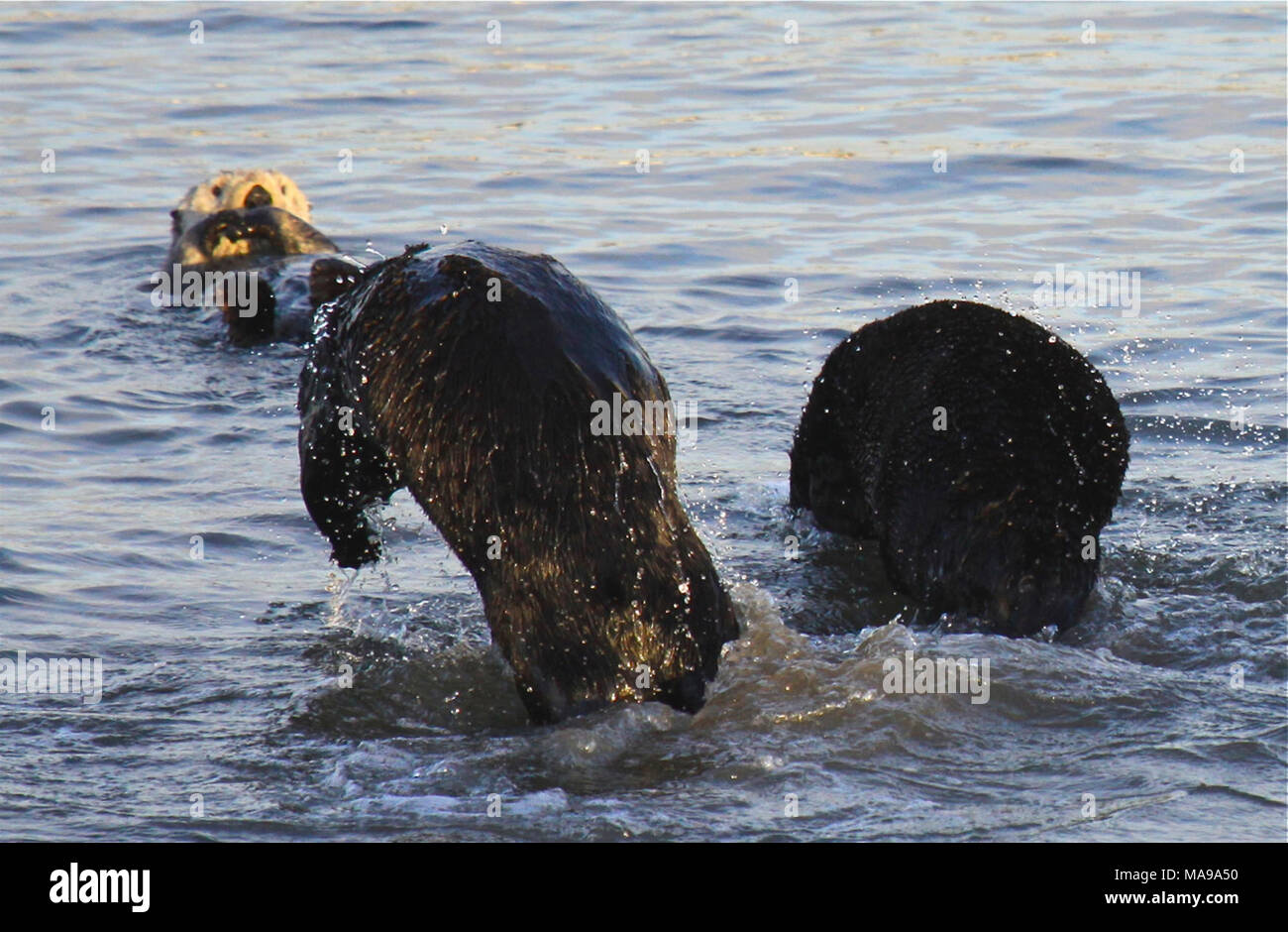 Boys will be boys. Young male sea otters spar with and challenge each ...