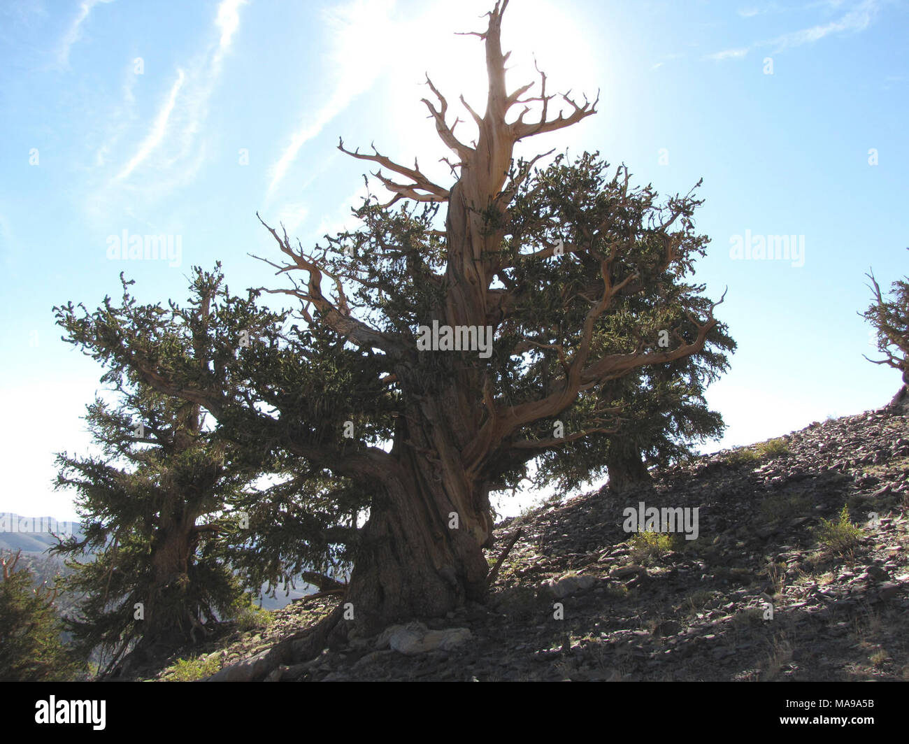 Bristlecone preserve hi-res stock photography and images - Alamy