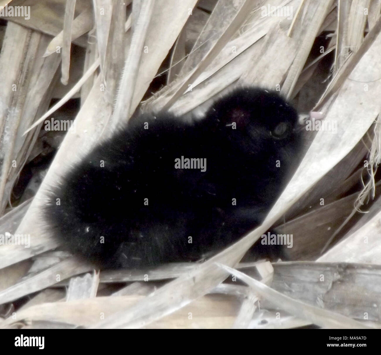 California clapper rail chick on Floating Island at Arrowhead Marsh ...