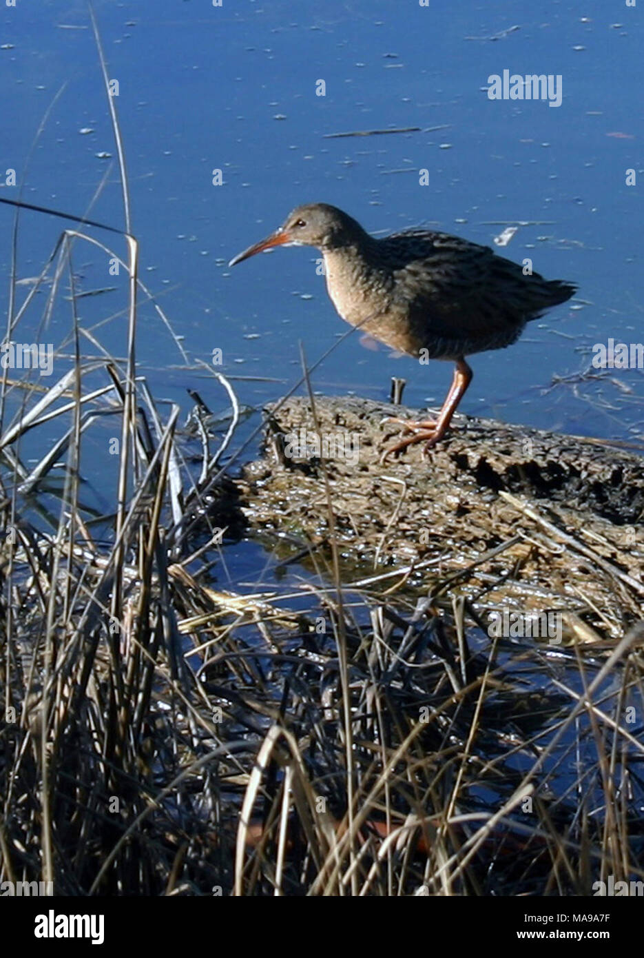 California clapper rail. Endangered California clapper rails are now ...