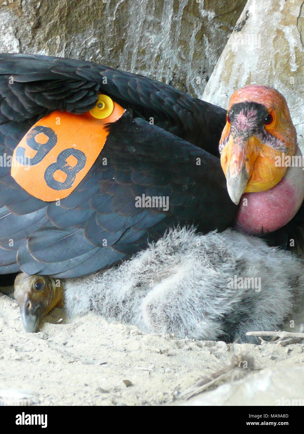 California condor and chick in nest cave. A California condor protects ...
