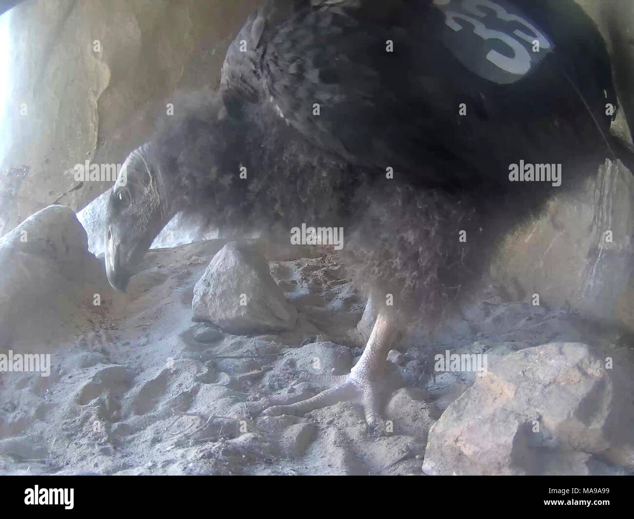 California Condor Chick. Condor nest cameras allow biologists to ...