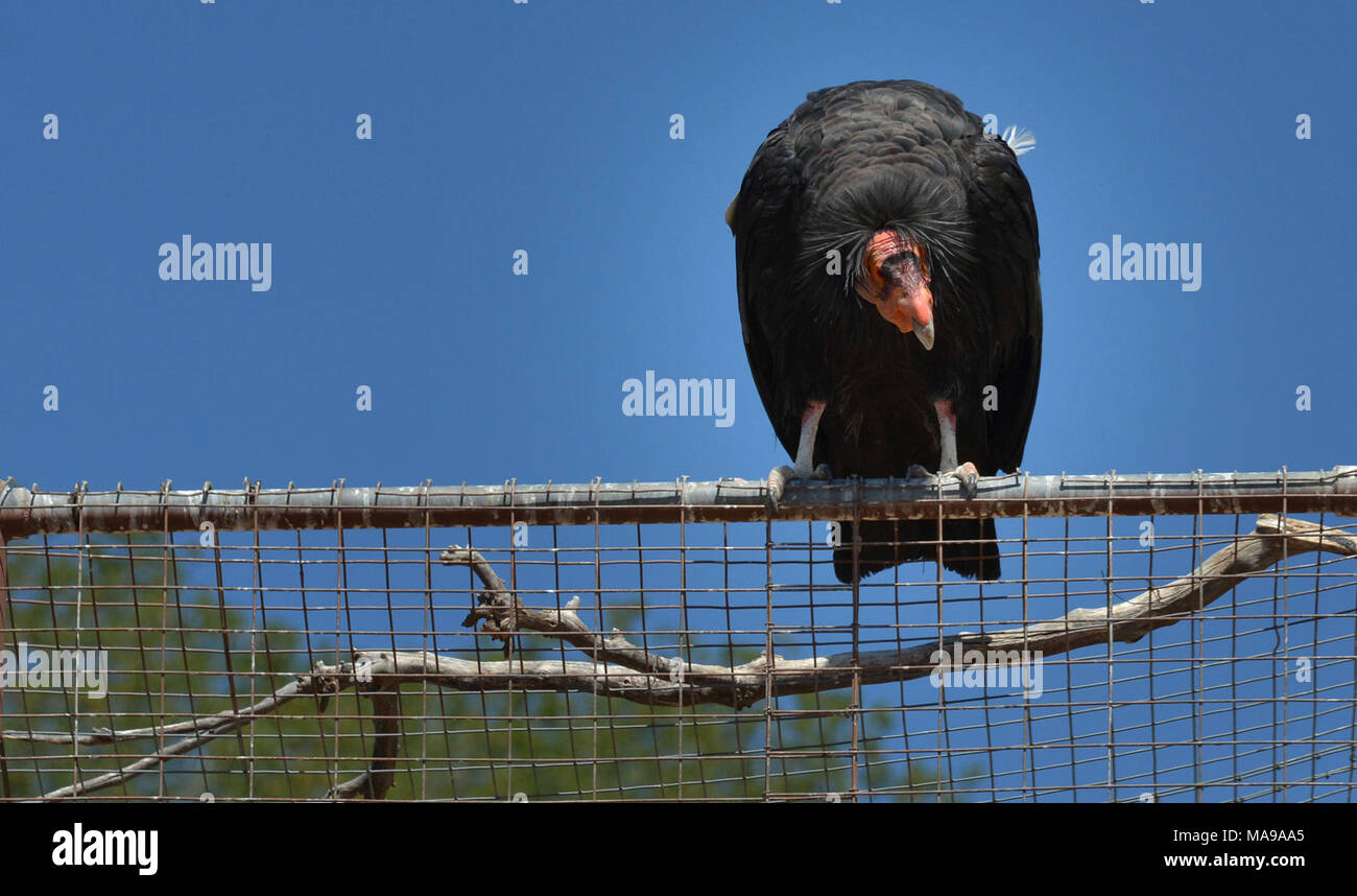 California Condor Waits for his partner. Condors pair up for life. Once ...