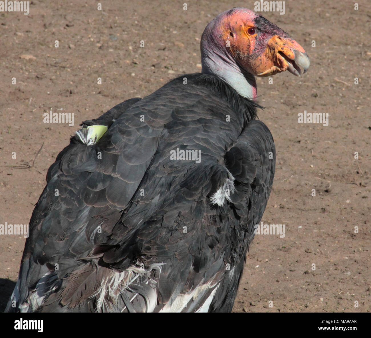 Usfws uniform hi-res stock photography and images - Alamy