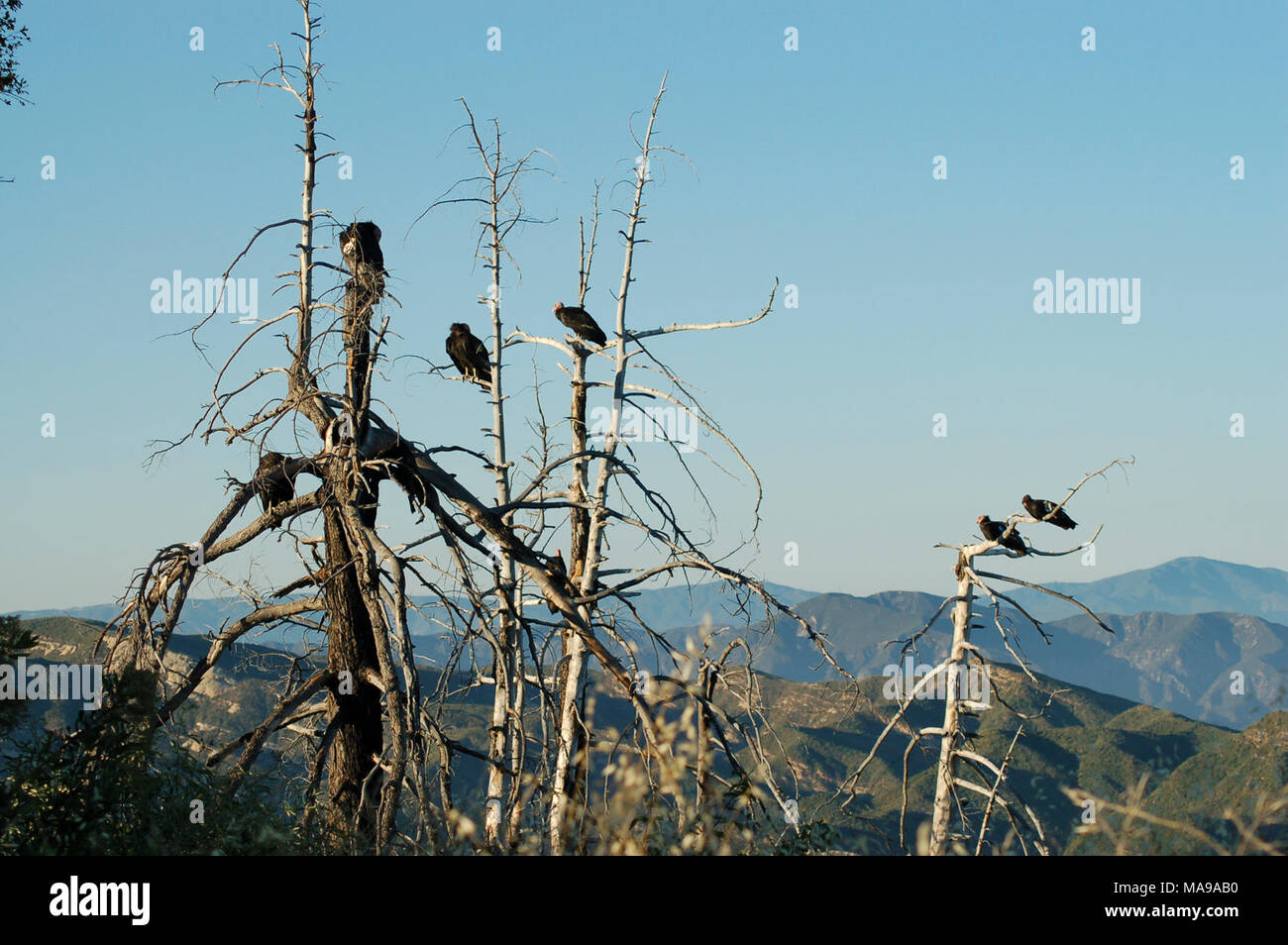 California condors roosting. California condors roosting in tree snags ...
