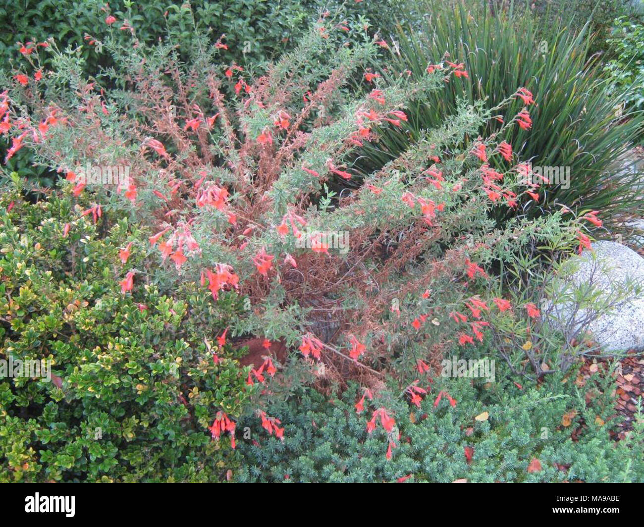 California fuchsia. As part of the Schoolyard Habitat project at Oxnard ...
