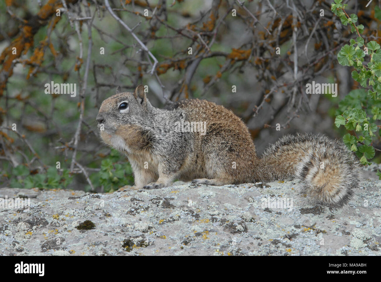 California Ground Squirrel Stock Photo - Alamy