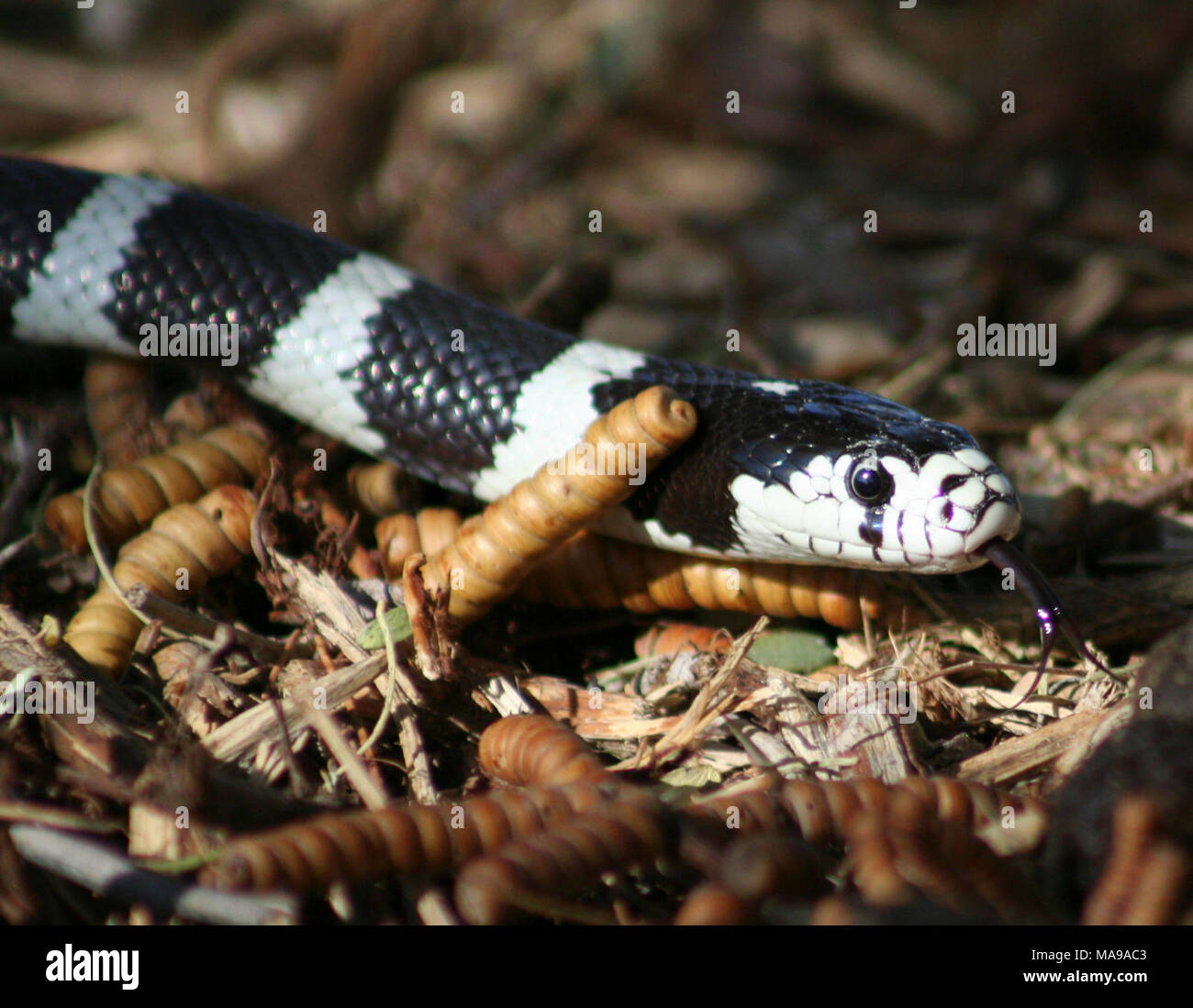 Tropical kingsnake hi-res stock photography and images - Alamy