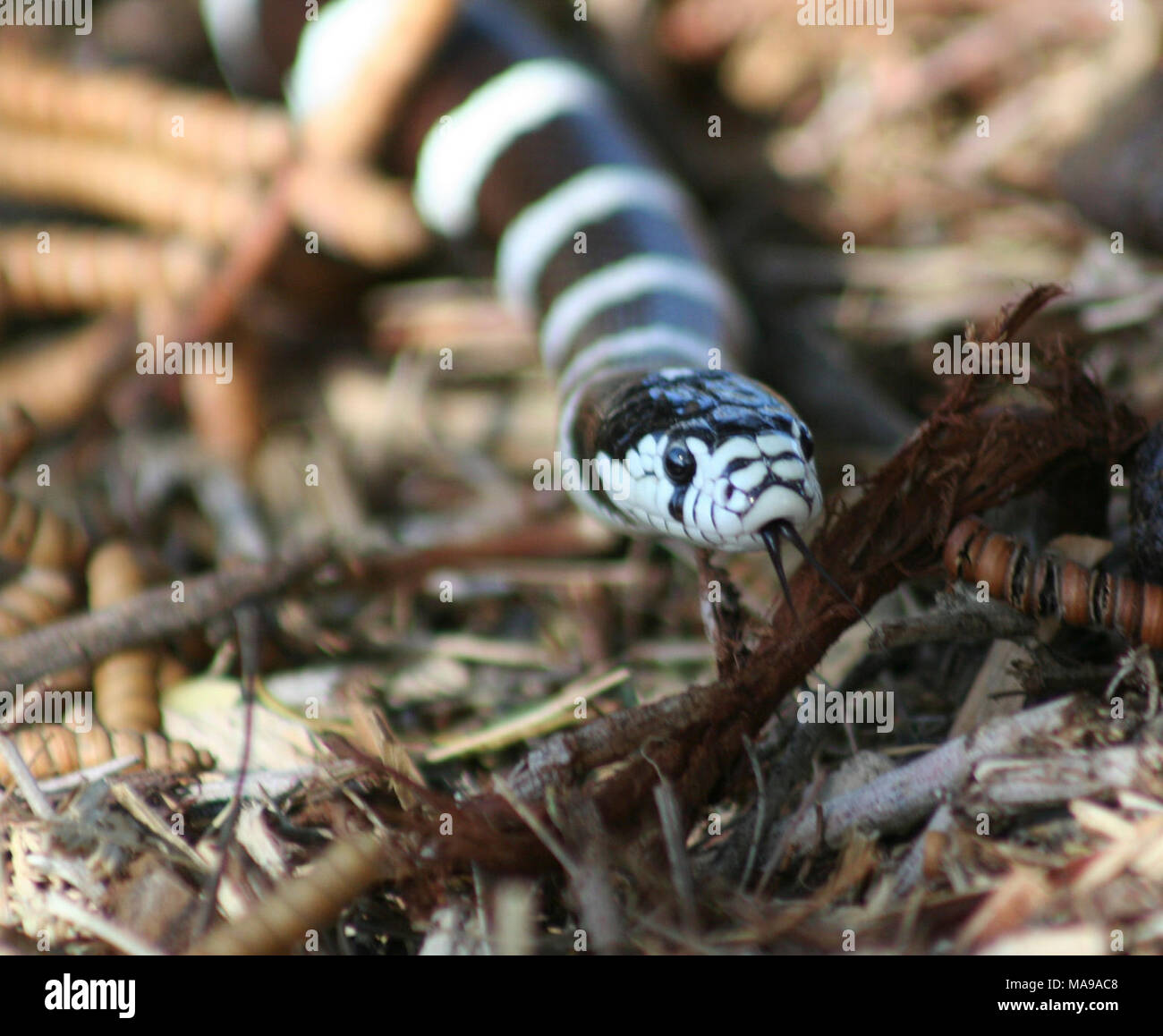 Tropical kingsnake hi-res stock photography and images - Alamy