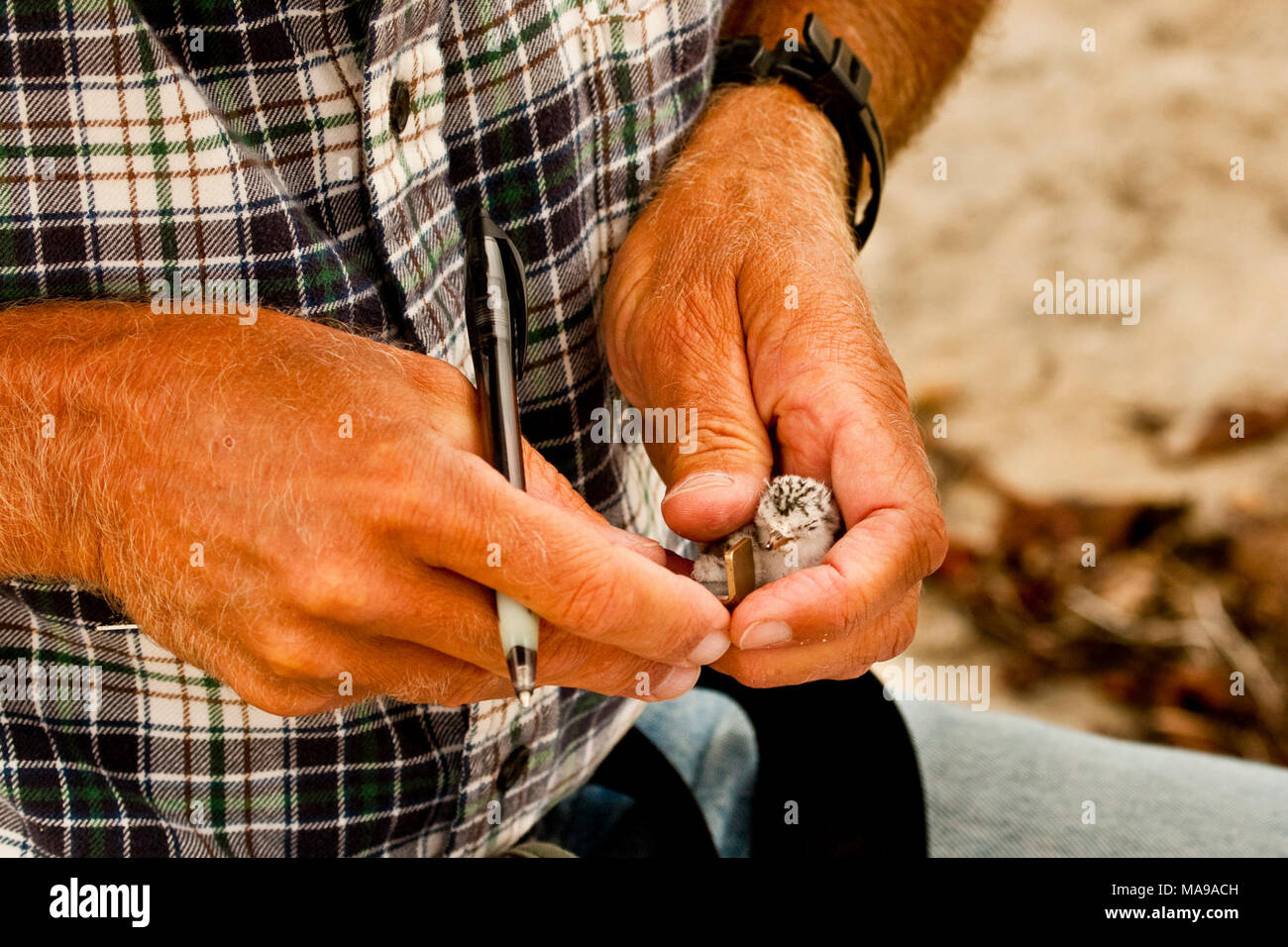 California least tern (CLT) gets its wing measurements. Biologists ...